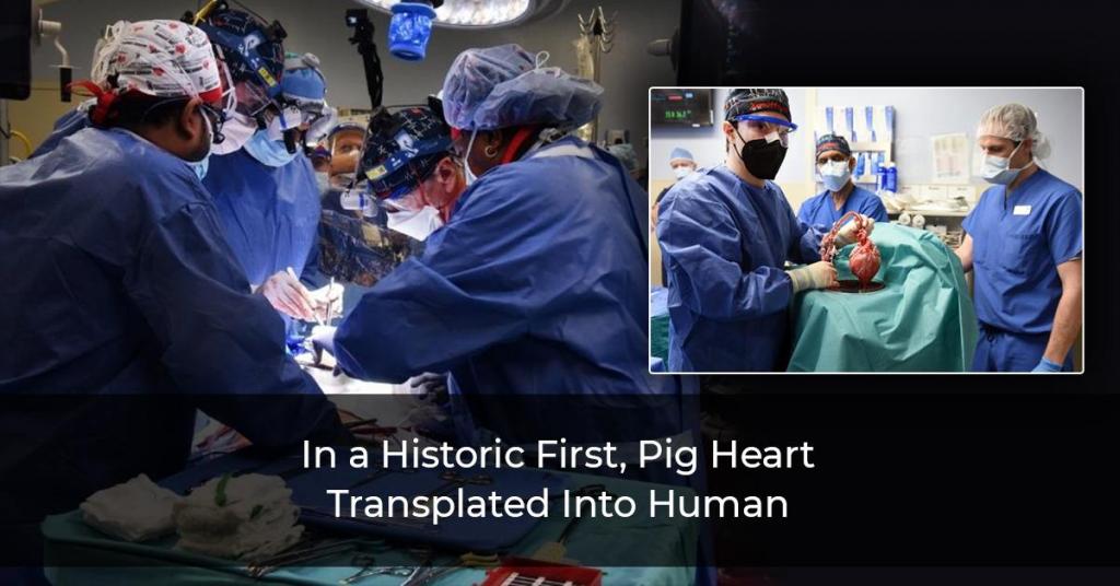 In a Historic First, Pig Heart Transplanted Into Human Patient